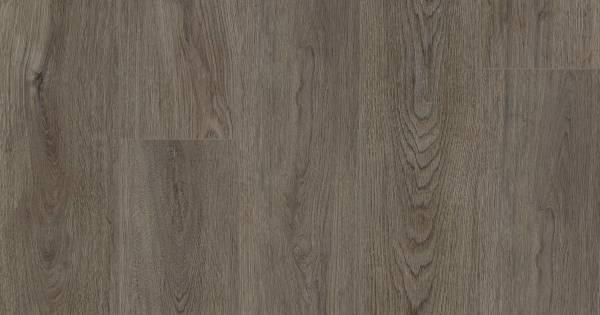 Grey Beech